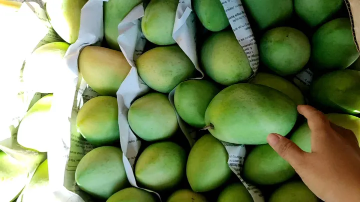 Mango (Davao) | Lazada PH