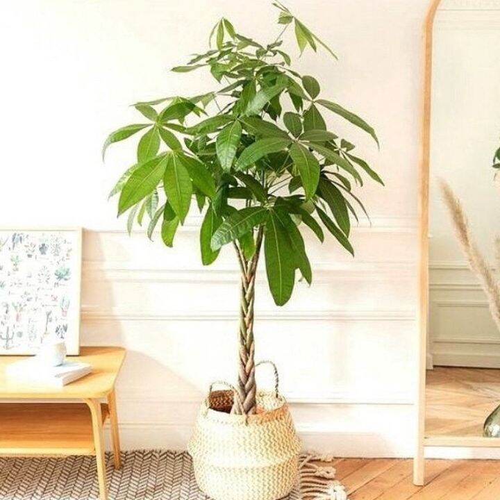 ( BISA COD ) Tanaman Hias Indoor Pacira Kepang 3-6-9 / Tanaman Hidup ...