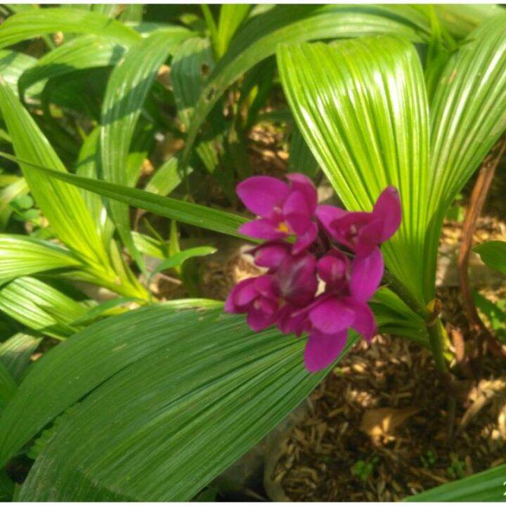 tanaman Anggrek tanah mini ungu/spathoglottis plicata | Lazada Indonesia