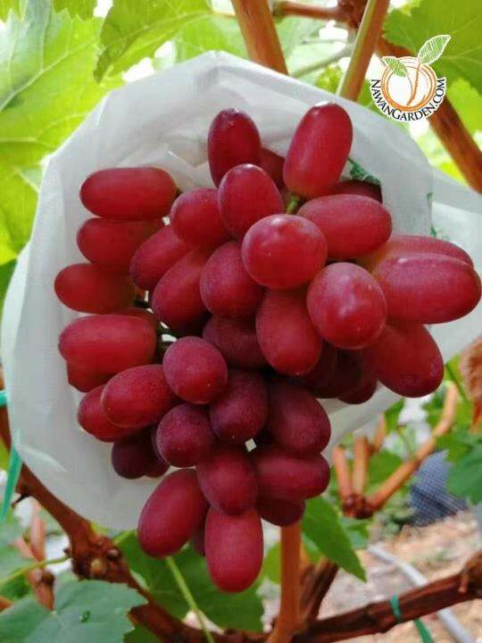 [Limited Stock] CRIMSON GRAPE SEEDLESS GRAFTED/ Pokok Anggur Crimson ...