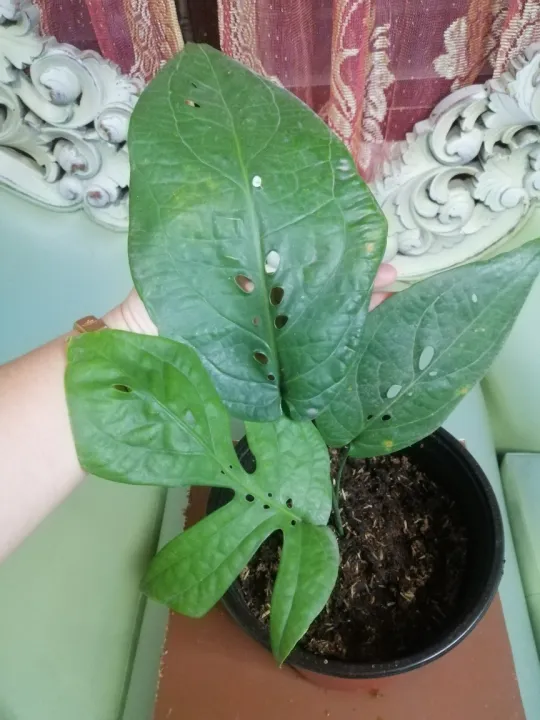 Monstera Amydrium medium size ships nationwide - COD | Lazada PH