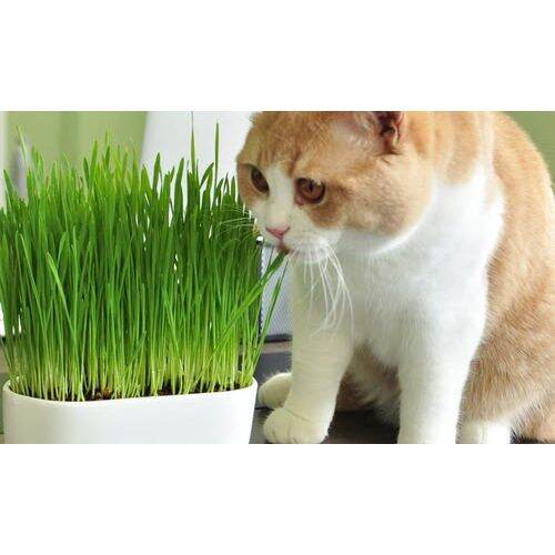 [Buy three Get Ten] Cat Grass Seeds, Premium Barley Sprouts, Wheat ...