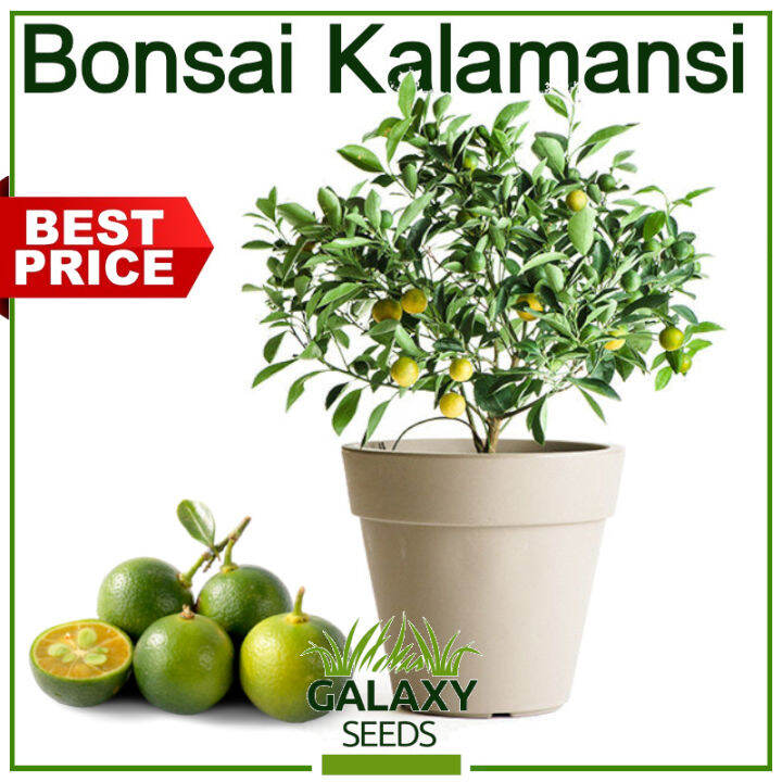 [Galaxy Seeds] Bonsai Kalamansi Seeds for Planting Vegetable Plants (5 ...