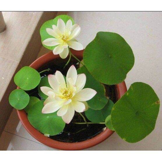 50 seeds （Not a plant) Japanese mini lotus seeds in all colors High ...