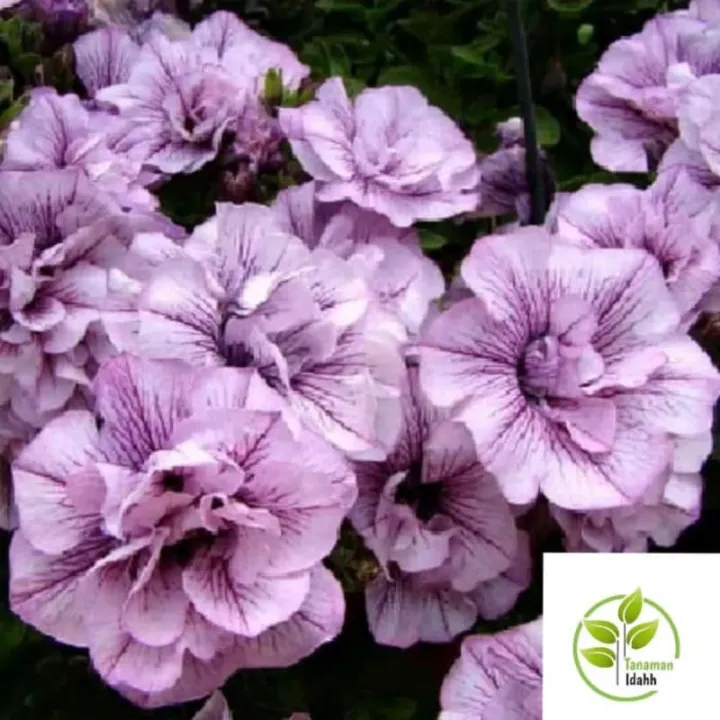 ADENIUM KAMBOJA JEPANG PURPLE STAR//BUNGA TUMPUK / ADENIUM KAMBOJA ...