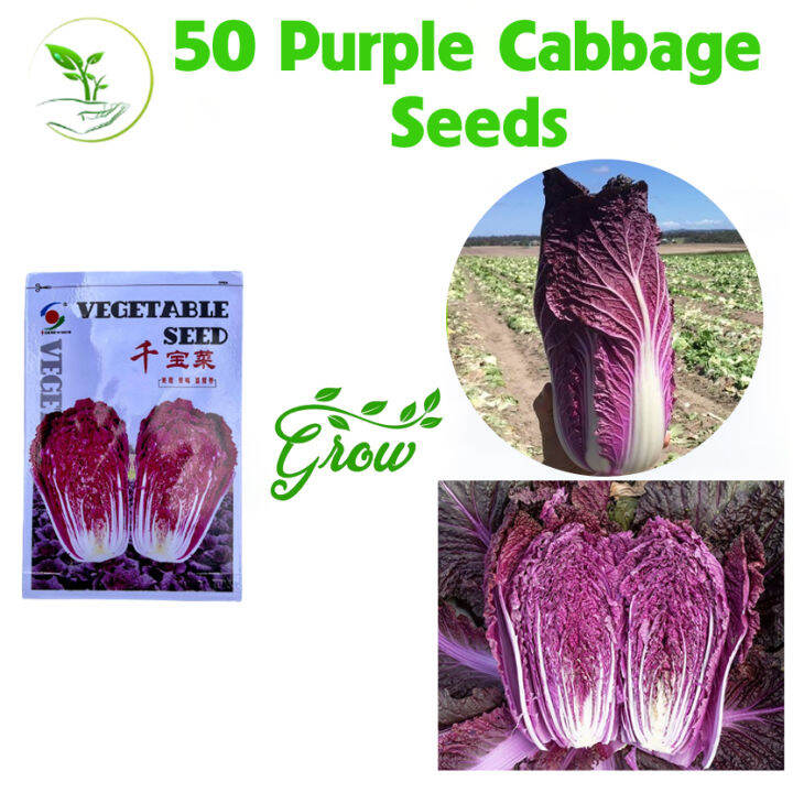 linbei/ 50 Purple Cabbage Seeds, Vegetables Seeds | Lazada PH