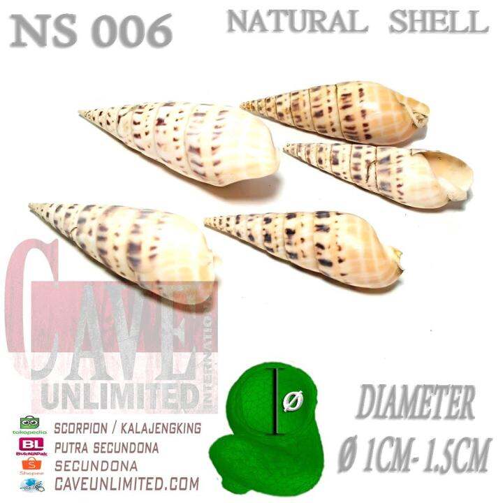 NS006 SHELL/CANGKANG KELOMANG POMPONGAN UAMNG UMANG KEONG MURAH MERIAH NATURAL SHELL | Lazada ...