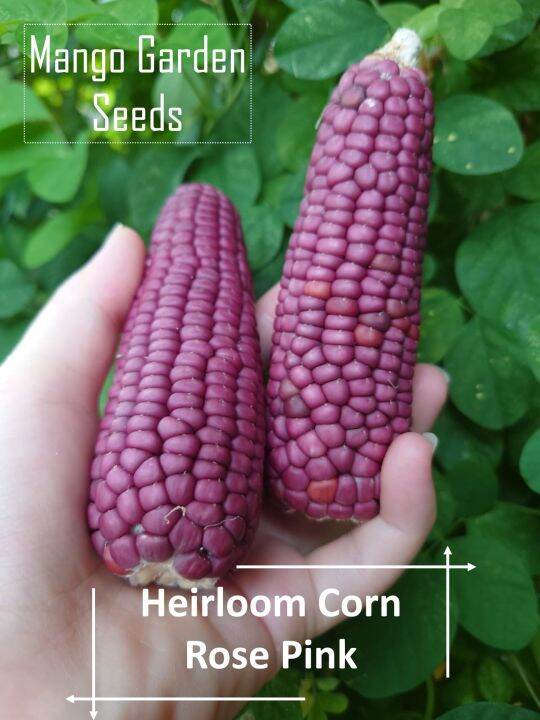 Heirloom Rose Pink Corn Seeds - 15 Seed *Pot Friendly* Tanam Pasu ...