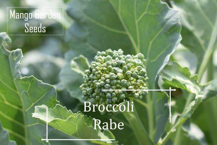 *Rare* Broccoli Rabe Seeds - 50 Seed *Pot Friendly* Tanam Pasu, Biji ...