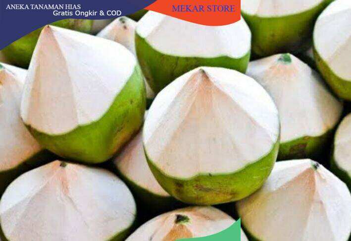 ready kelapa muda fresh! | Lazada Indonesia