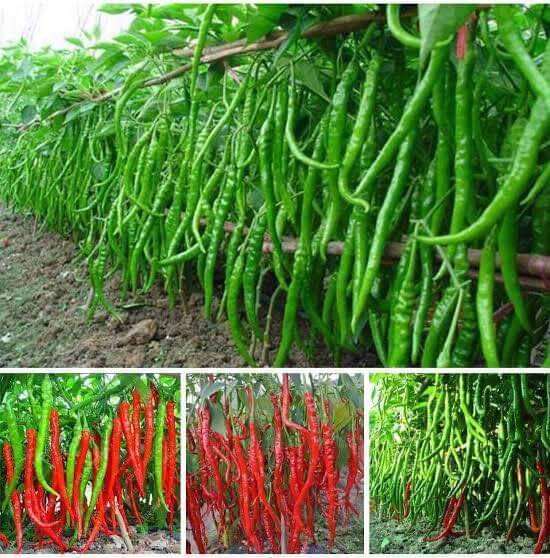 เมล็ดพริก พริกยาว พริกยาวโจลอง พริกยาวที่สุดในโลก 30 เมล็ด (เมล็ดพันธุ์ ...