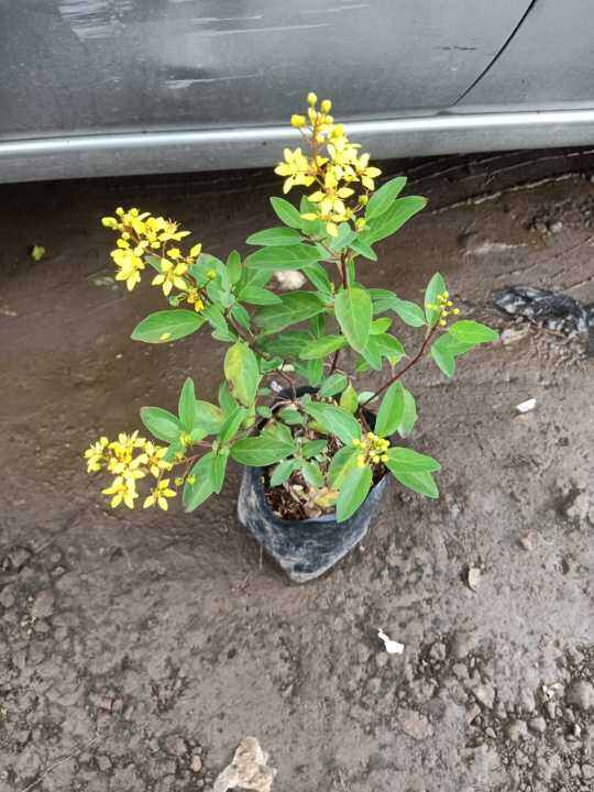 Tanaman hias bibit bunga hujan mas / gold shower | Lazada Indonesia