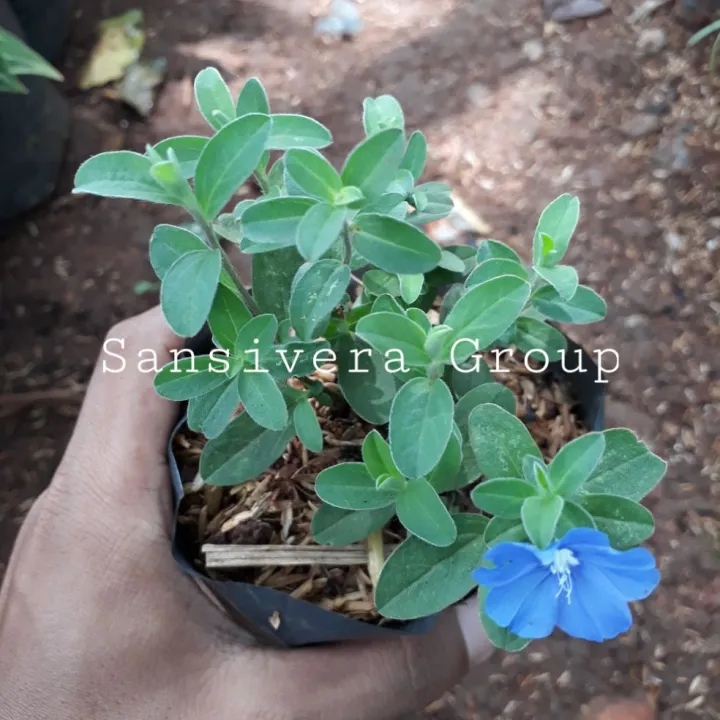 Tanaman Hias Blue Eye / Baby Blue | Lazada Indonesia