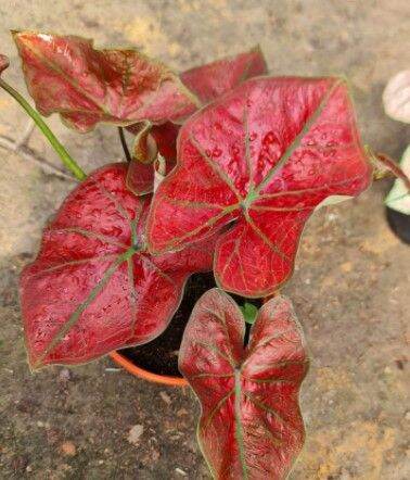 Malaysia Stock caladium red sun / festivia p150 | Lazada