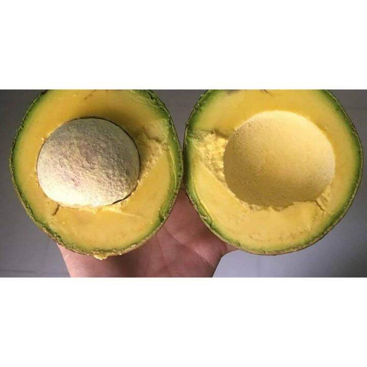 【Live Plant】Pokok avocado kahwin booth 7/ Avocado tree hybrid booth 7 ...