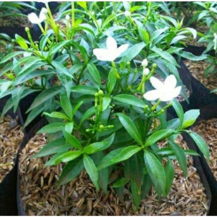 tanaman saberna mini bunga putih | Lazada Indonesia