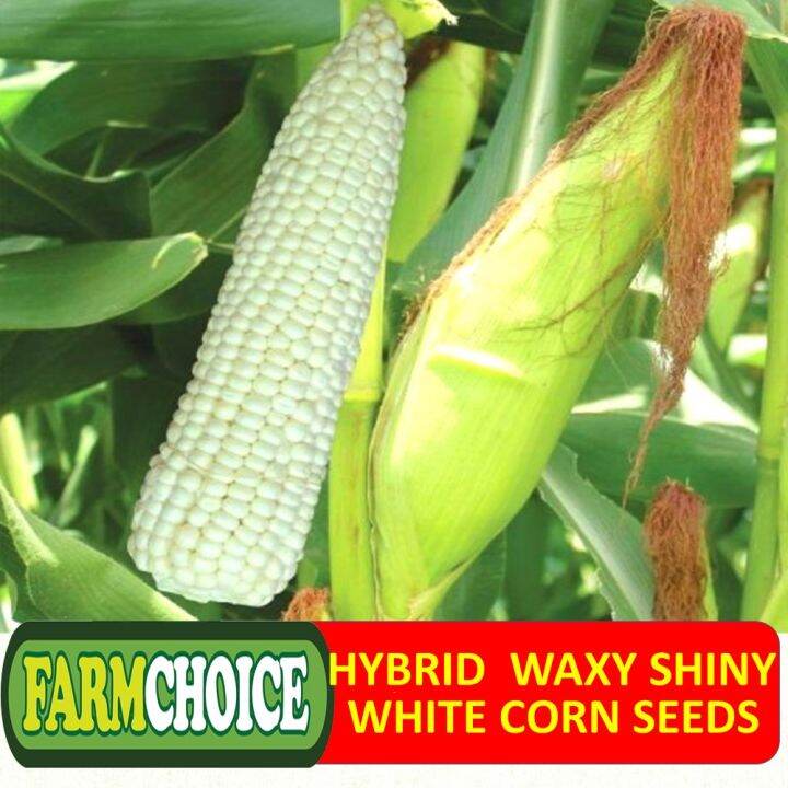 HYBRID CORN SHINY WHITE WAXY CORN (15pcs) | Lazada PH