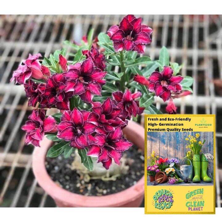 Bonsai Adenium Seeds Pink Violet B17- High germination Flower Plant ...
