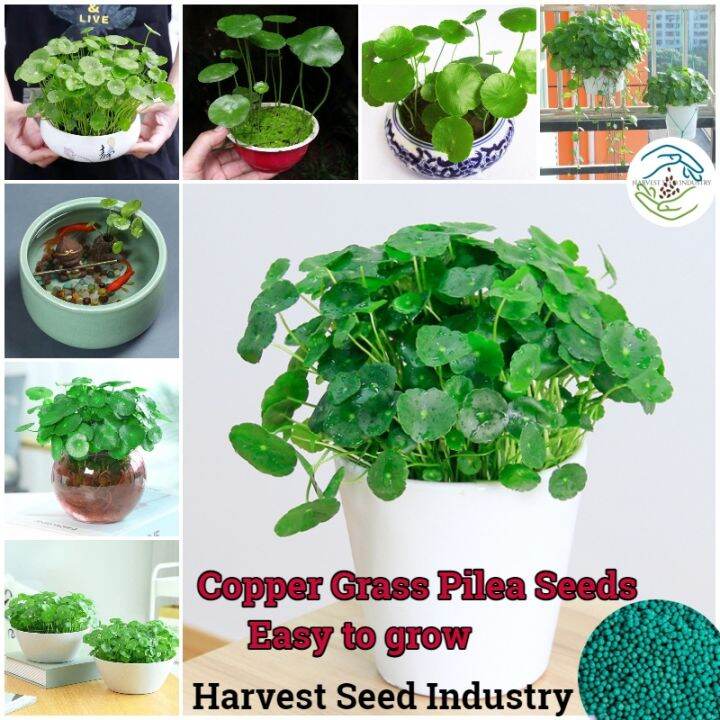 Easy to grow丨Bonsai Seeds Copper Money Grass Seeds for Planting (50 ...