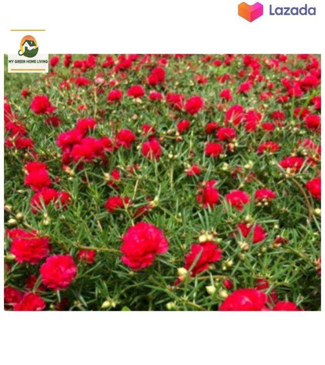 Collection of 60 Cuttings of Red Japanese Rose (Bunga Ros Jepun Merah ...