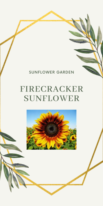 Firecracker Sunflower (10 seeds) | Lazada