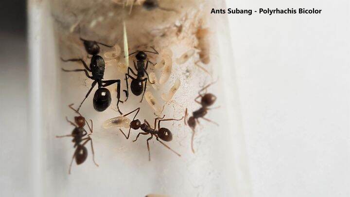Polyrhachis Spiny Ants Sp | Lazada