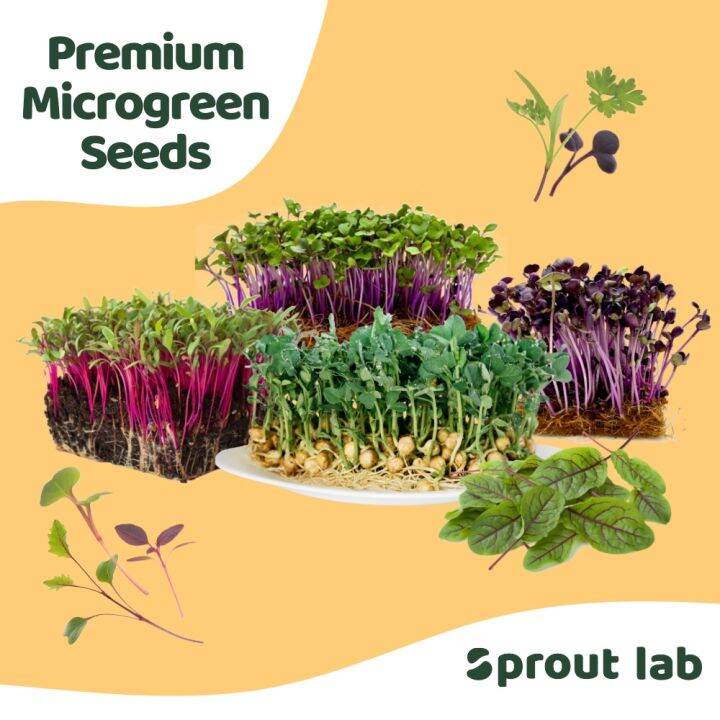 Sprout lab | Microgreens Seeds 50 seeds (not plants) | Lazada PH
