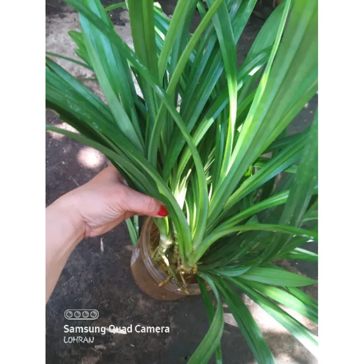 Pandan Aromatic leaves fully established | Lazada PH