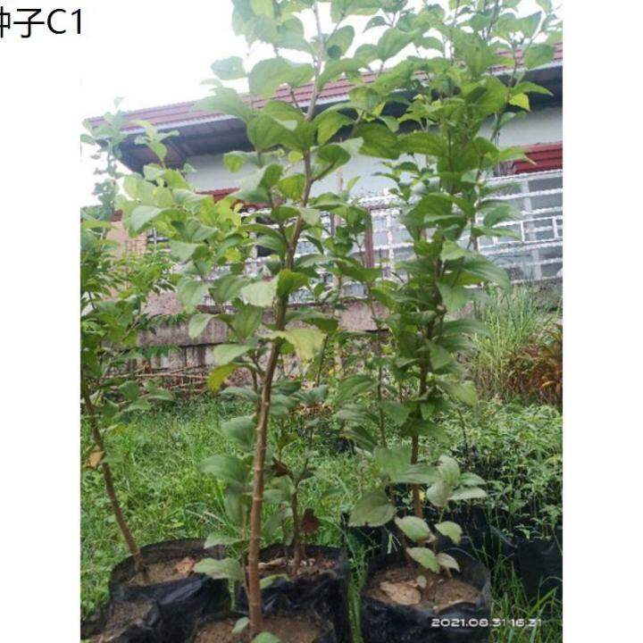 ♞Mansanitas tree(more than 1feet) | Lazada PH