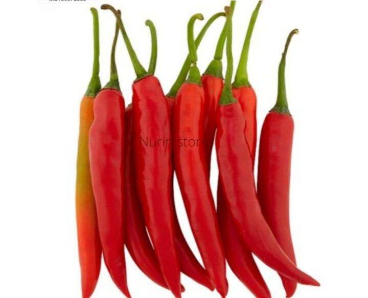 LADA MERAH BESAR 500 GRAM | Lazada