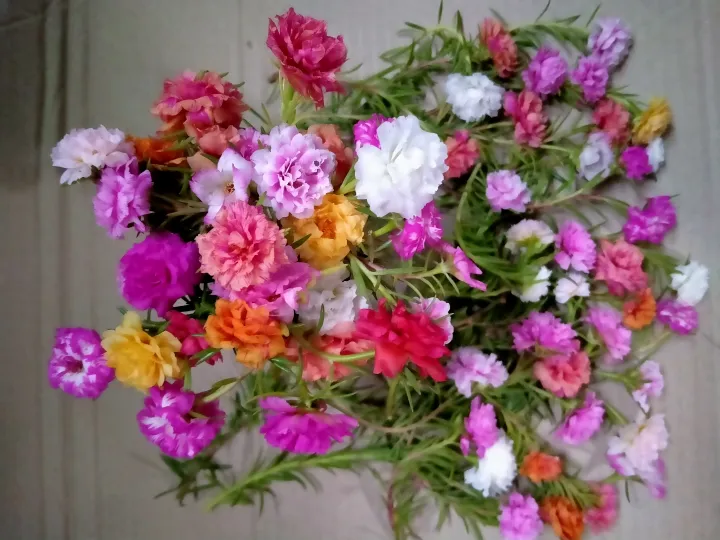 Assorted colors cuttings of Vietnam Rose and Portulaca diff.colors ...