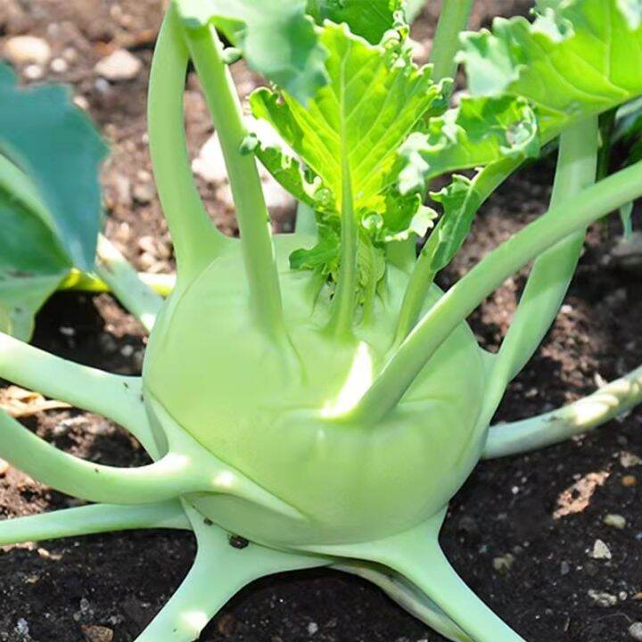 [Easy To Grow In Malaysia] Organic Kohl Rabi Seeds (100 Seeds for ...