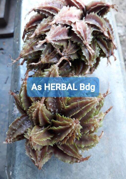 Buah hangasa buah renggak buah wresah segar 300 gram ready | Lazada ...