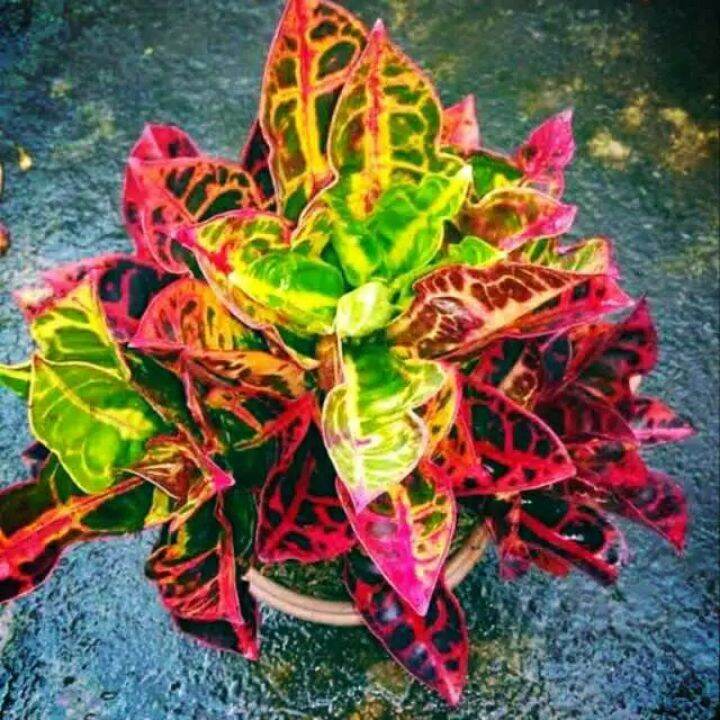 Tanaman hias puring kura - Tanaman puring - Pohon puring kura | Lazada ...