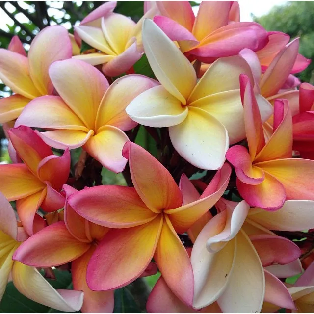 peach yellow bicolor kalachuchi plumeria flower tree seeds frangipani ...