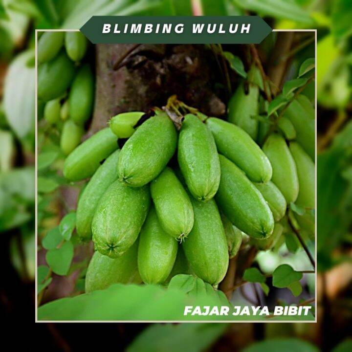 KWALITAS TERBAIK Bibit Tanaman Buah Belimbing Wuluh | Lazada Indonesia KWALITAS TERBAIK Bibit Tanaman Buah Belimbing Wuluh | Lazada Indonesia