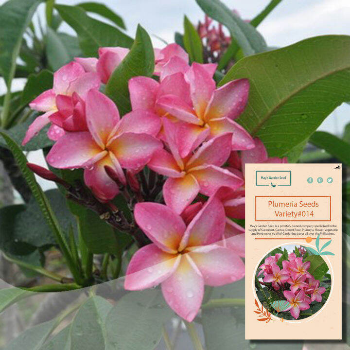Pink with Yellow Center Big Flower Kalachuchi Seeds, Plumeria Seeds ...