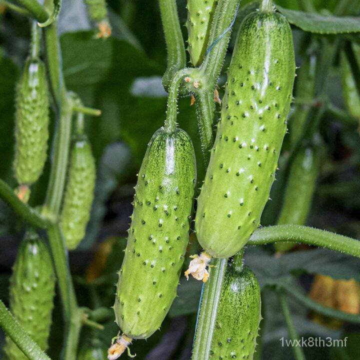 Cucumber Seed Green Thorn Local Fruit Cucumber Northeast Melon ...