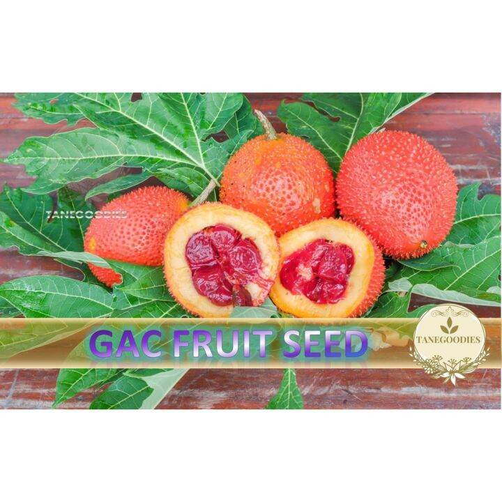 10pcs Seed Gac Fruit Momordica Biji Benih Pokok Buah Gac 木鳖果种子 | Lazada