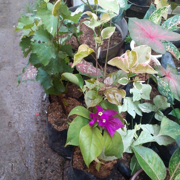 BOGENVIL - 3 warna | Lazada Indonesia