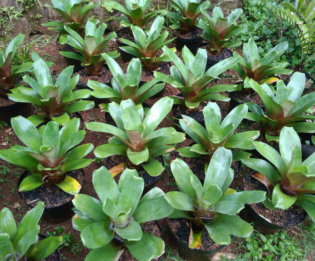Bromelia giant | Lazada Indonesia