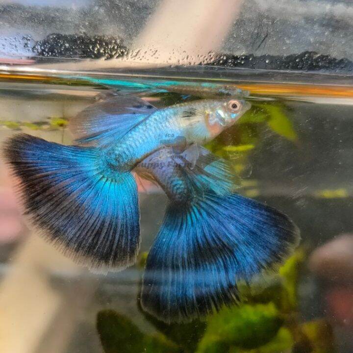 IKAN GUPPY JAPAN BLUE BLUE TAIL (BIG TAIL) GUPPY (PAIR) | Lazada