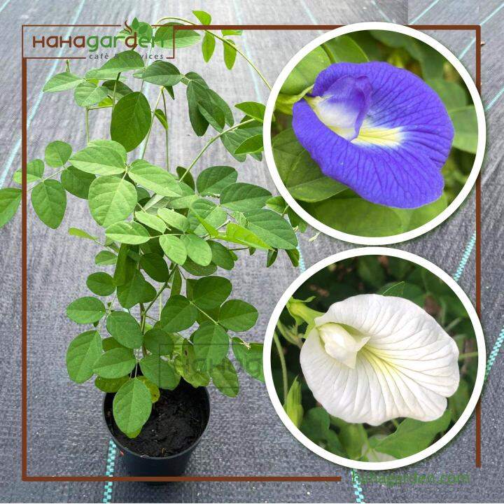 Blue/ White Butterfly Pea Single Petal Flower/ Anak Pokok Bunga Telang ...