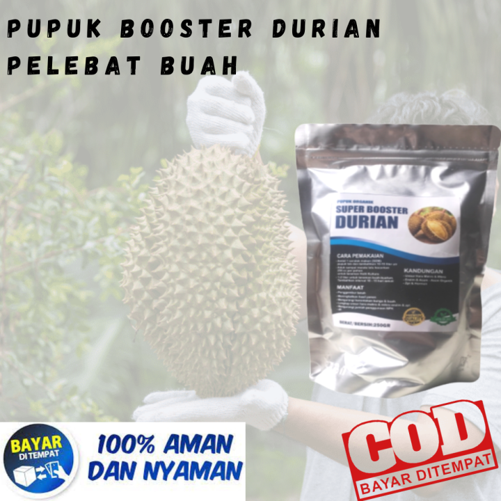 Pupuk Pelebat Durian Organik Booster Buah Durian dan Perangsang Agar Lebih Cepat Berbuah ...