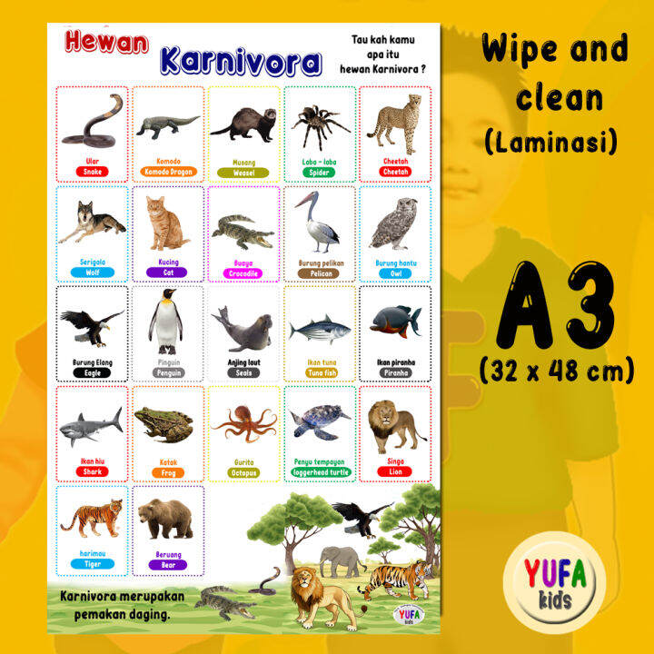 080 Poster mengenal hewan Karnivora - poster wipe n clean - poster ...