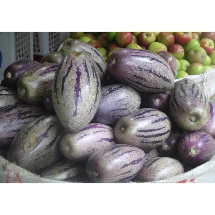KWALITAS TERBAIK Bibit Tanaman Buah Pepino Ungu | Lazada Indonesia KWALITAS TERBAIK Bibit Tanaman Buah Pepino Ungu | Lazada Indonesia