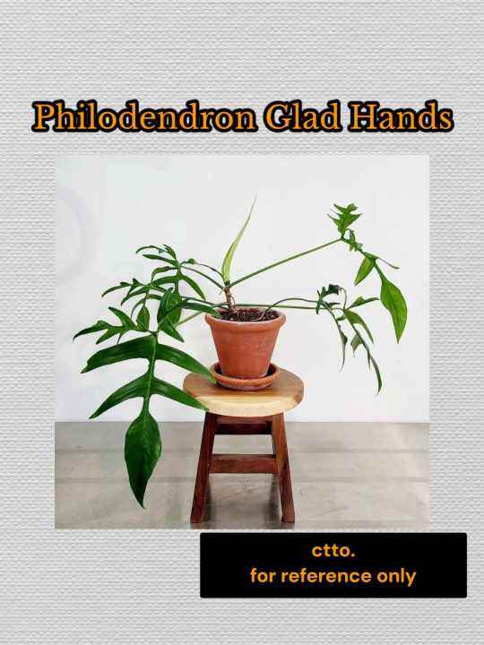 Philodendron Glad Hands | Lazada PH