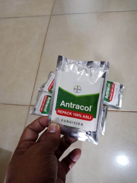 Antracol 70 WP Repack 50 gr Obat Jamur atau Fungsida | Lazada Indonesia
