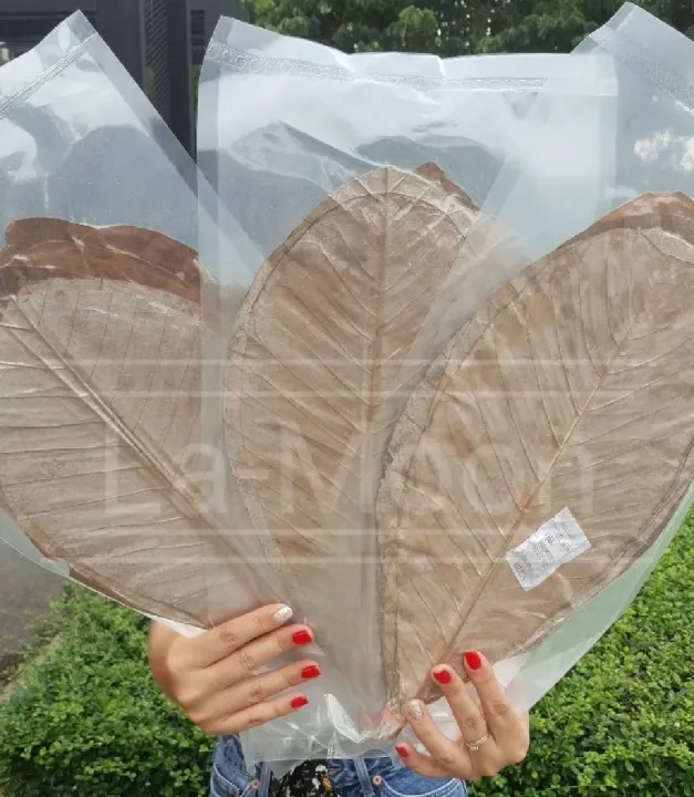 ใบโฮบะ DRY HOBA LEAVES ใบแมกโนเลีย 20ใบ/แพค Size M (ยาว 30-35cm / กว้าง ...