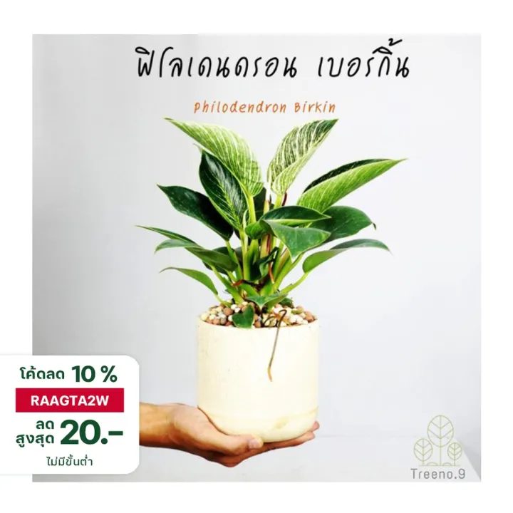 ☞Treeno.9 T74 ฟิโลเดนดรอน เบอร์กิ้น Philodendron Birkin น่าสะสม Rare ...